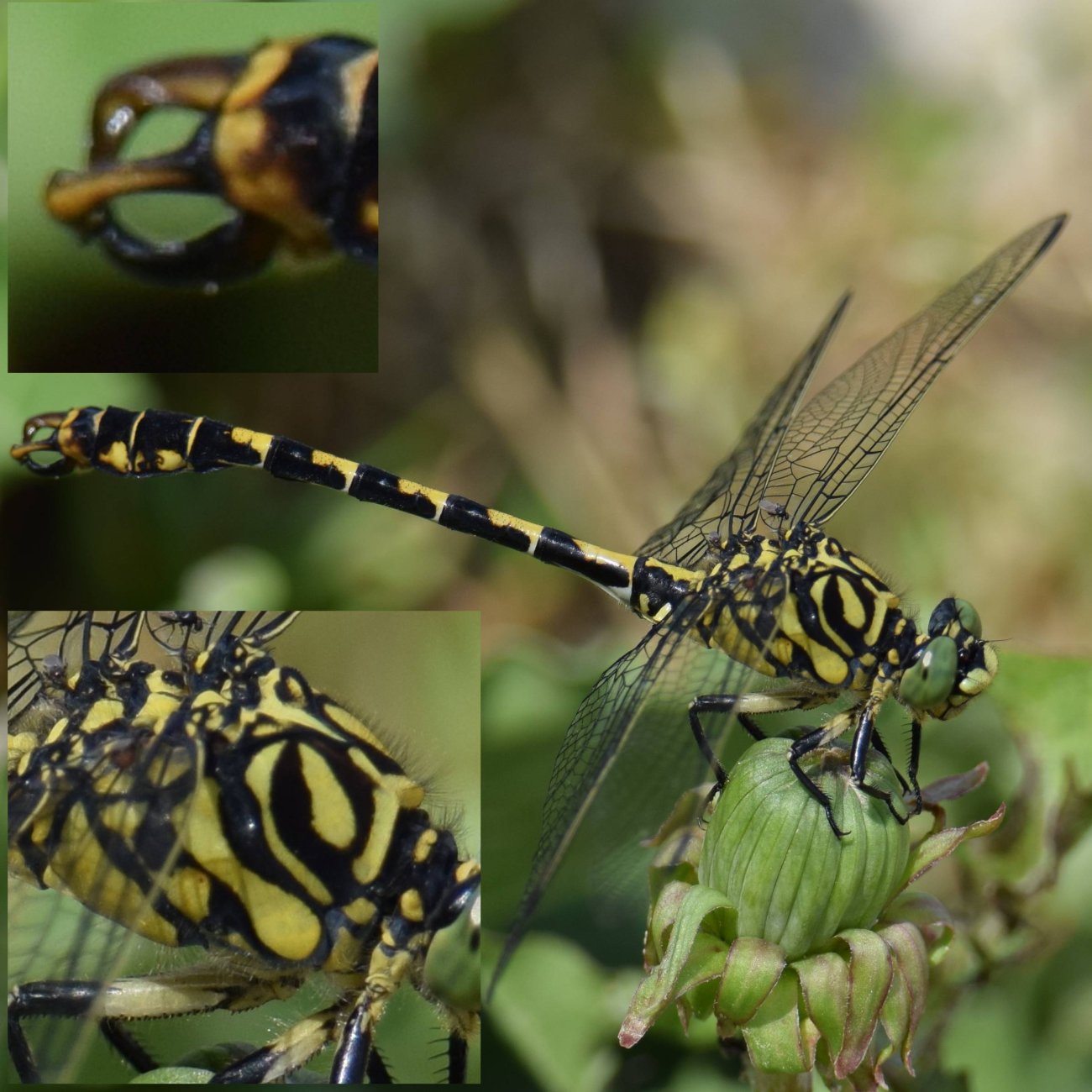 Réf. 312340 — INSECTA > Odonata > Gomphidae > Onychogomphus forcipatus - www.galerie-insecte.org